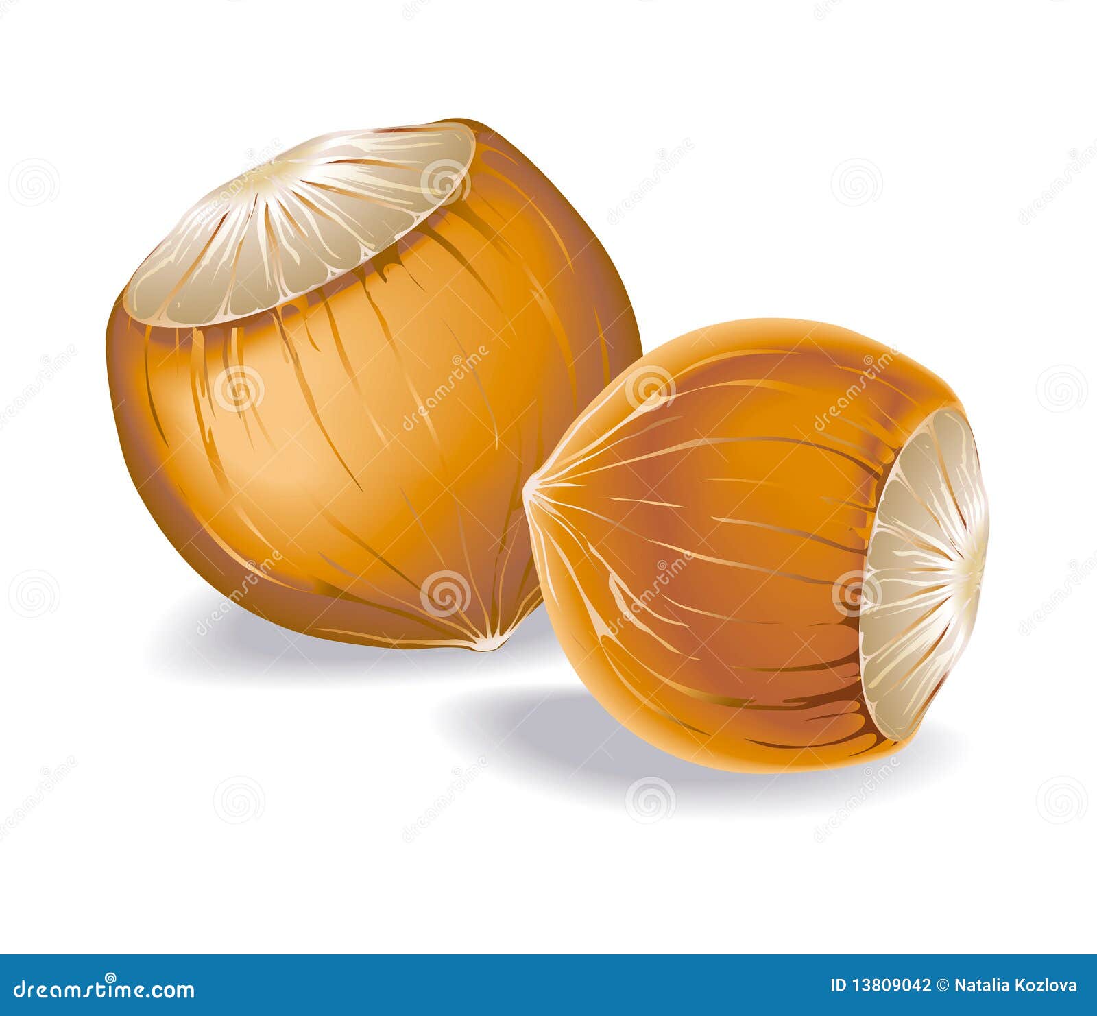 Hazelnuts stock vector. Illustration of nutshell, diet - 13809042