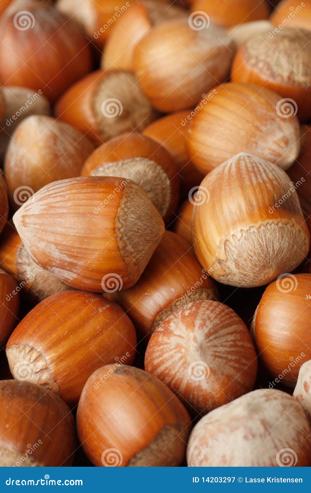 Hazelnuts stock image. Image of health, fall, ingredient - 14203297