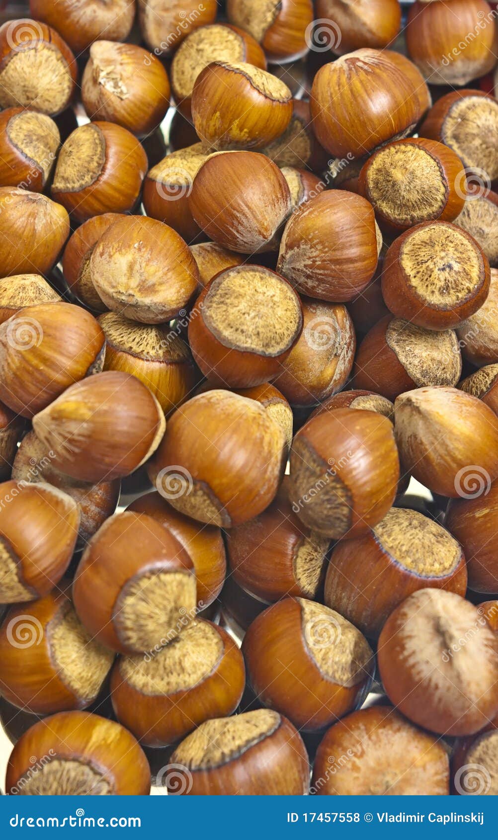 Hazelnuts stock photo. Image of hazel, natural, edible - 17457558