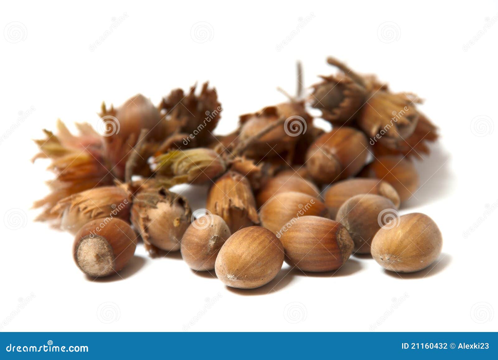 Hazelnuts stock photo. Image of husk, hazelnut, fruits - 21160432