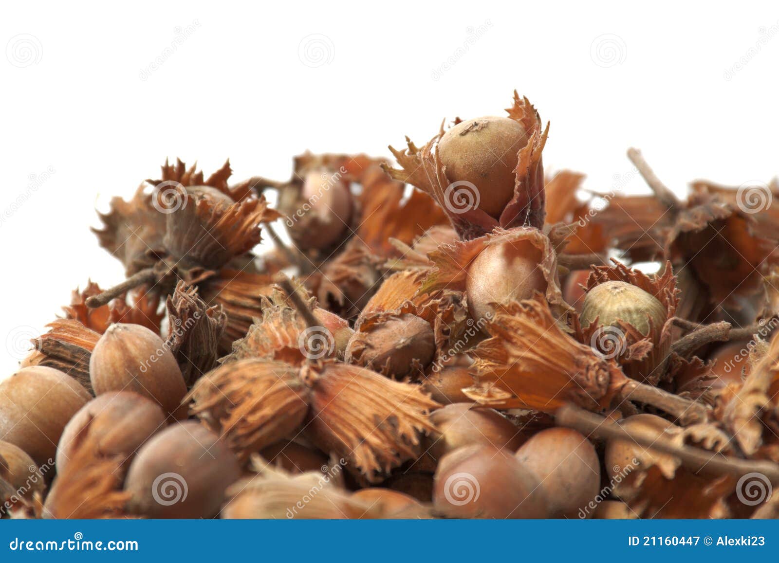 Hazelnuts stock image. Image of corylus, husk, nuts, hazelnut - 21160447