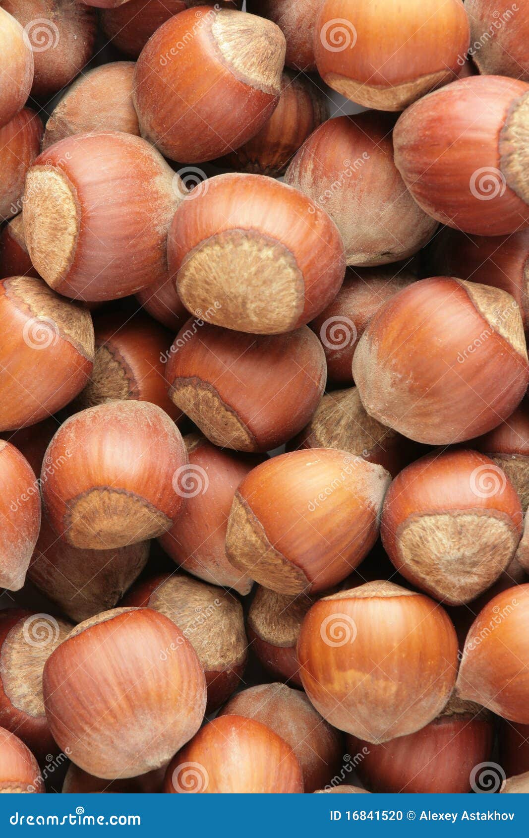 Hazelnuts background stock photo. Image of nutrition - 16841520