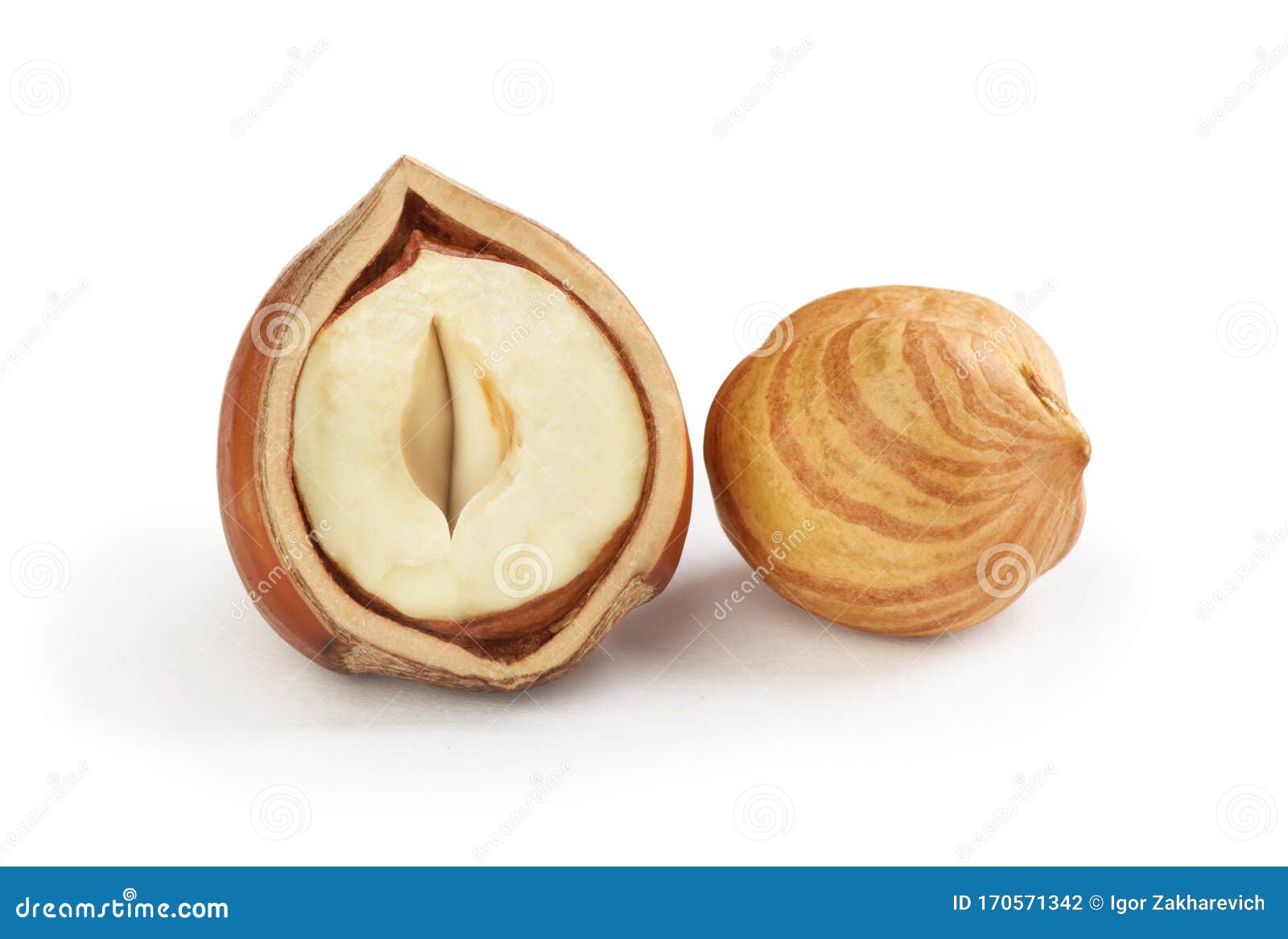 Hazelnuts broken isolated stock photo. Image of seeds - 170571342