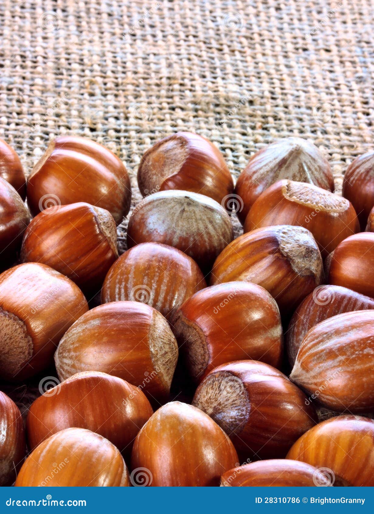 Hazelnuts closeup stock photo. Image of multiple, cobnut - 28310786