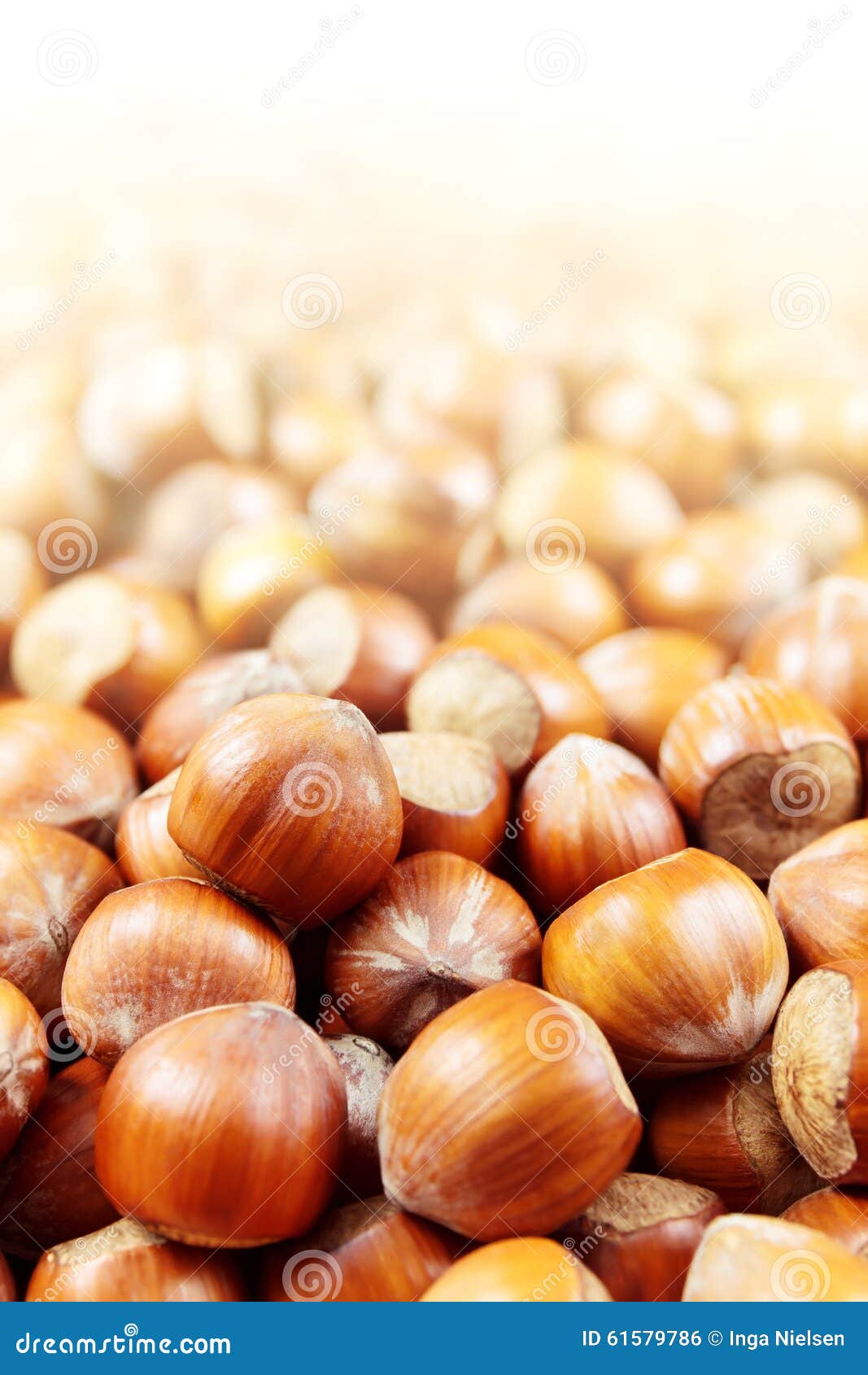 Hazelnuts stock photo. Image of hazelnut, food, macro - 61579786