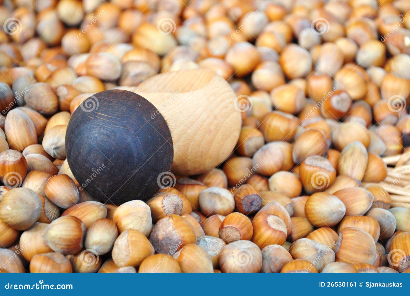Hazelnuts with cracker stock image. Image of tough, hazel - 26530161