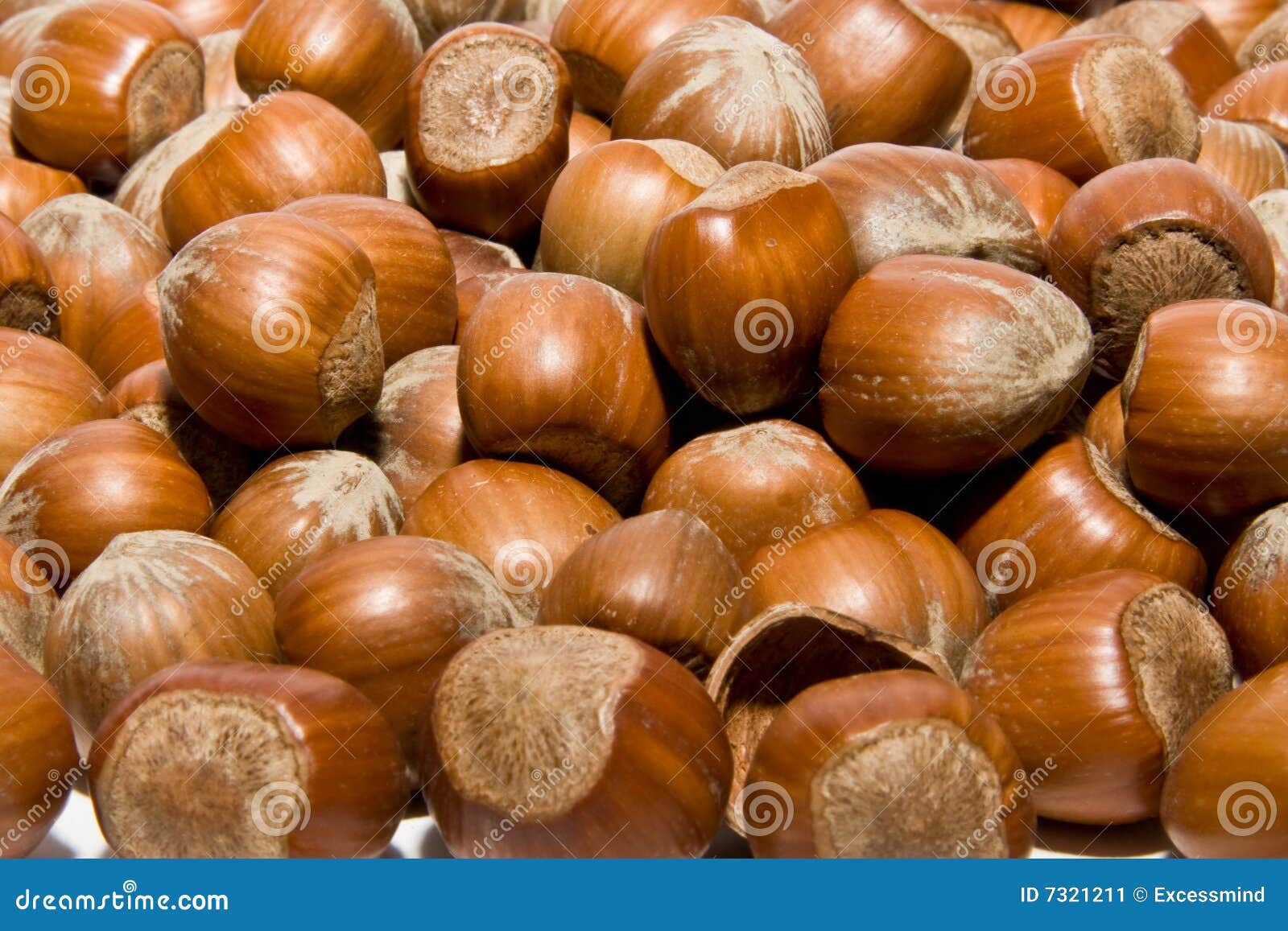 Hazelnuts field stock image. Image of ripe, brown, hazelnut - 7321211