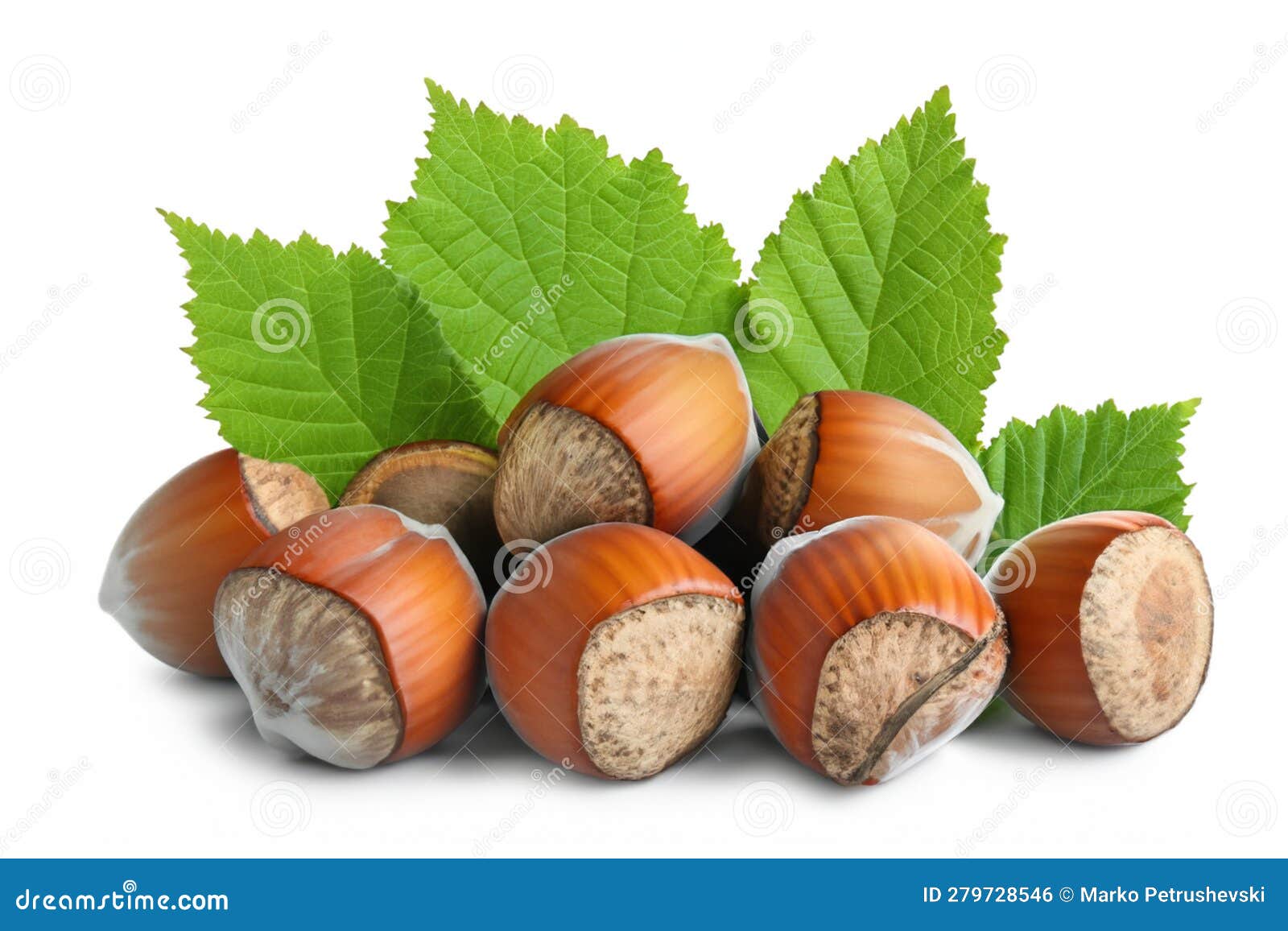Hazelnuts-filberts in Shell with Leaves Isolated on White Background ...