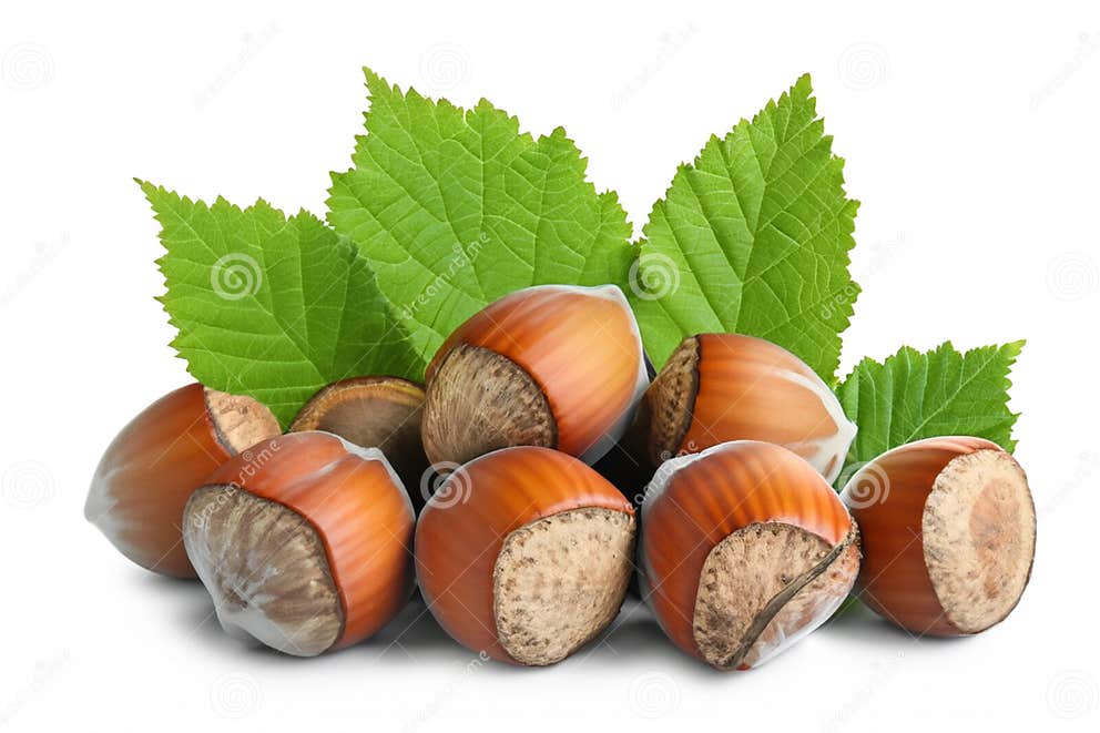 Hazelnuts-filberts in Shell with Leaves Isolated on White Background ...