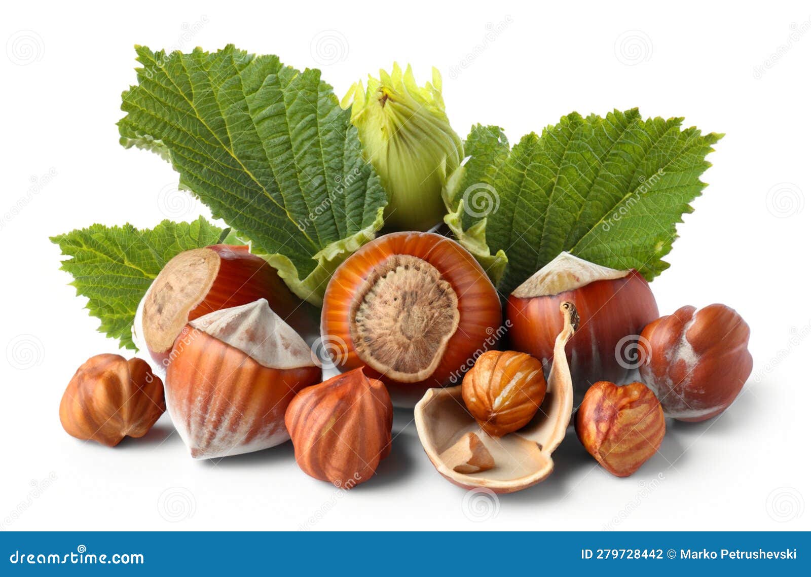 Hazelnuts-filberts in Shell, Whole with Leaves Isolated on White ...