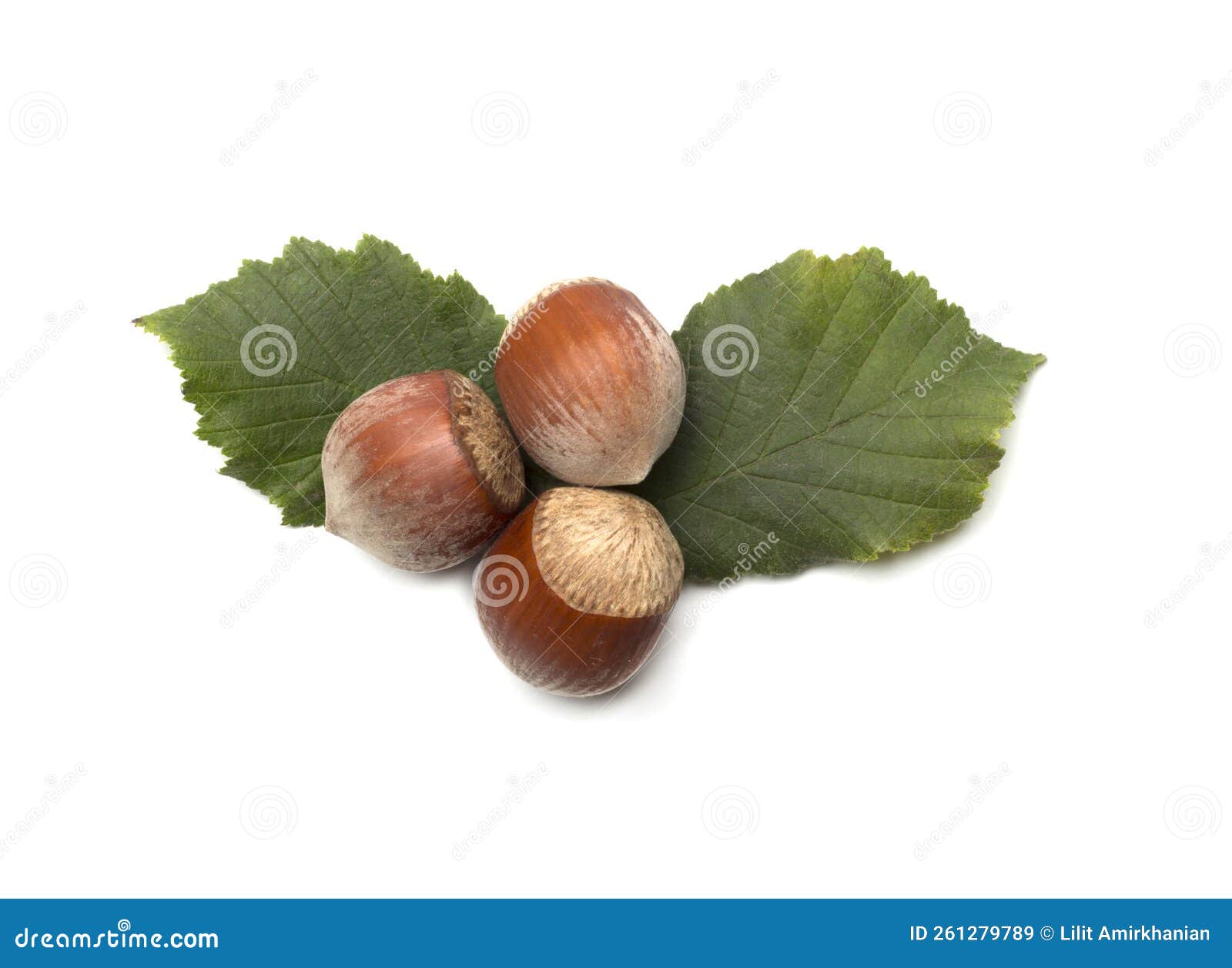 Hazelnuts with Green Leaves Isolated on White Background, Top View ...