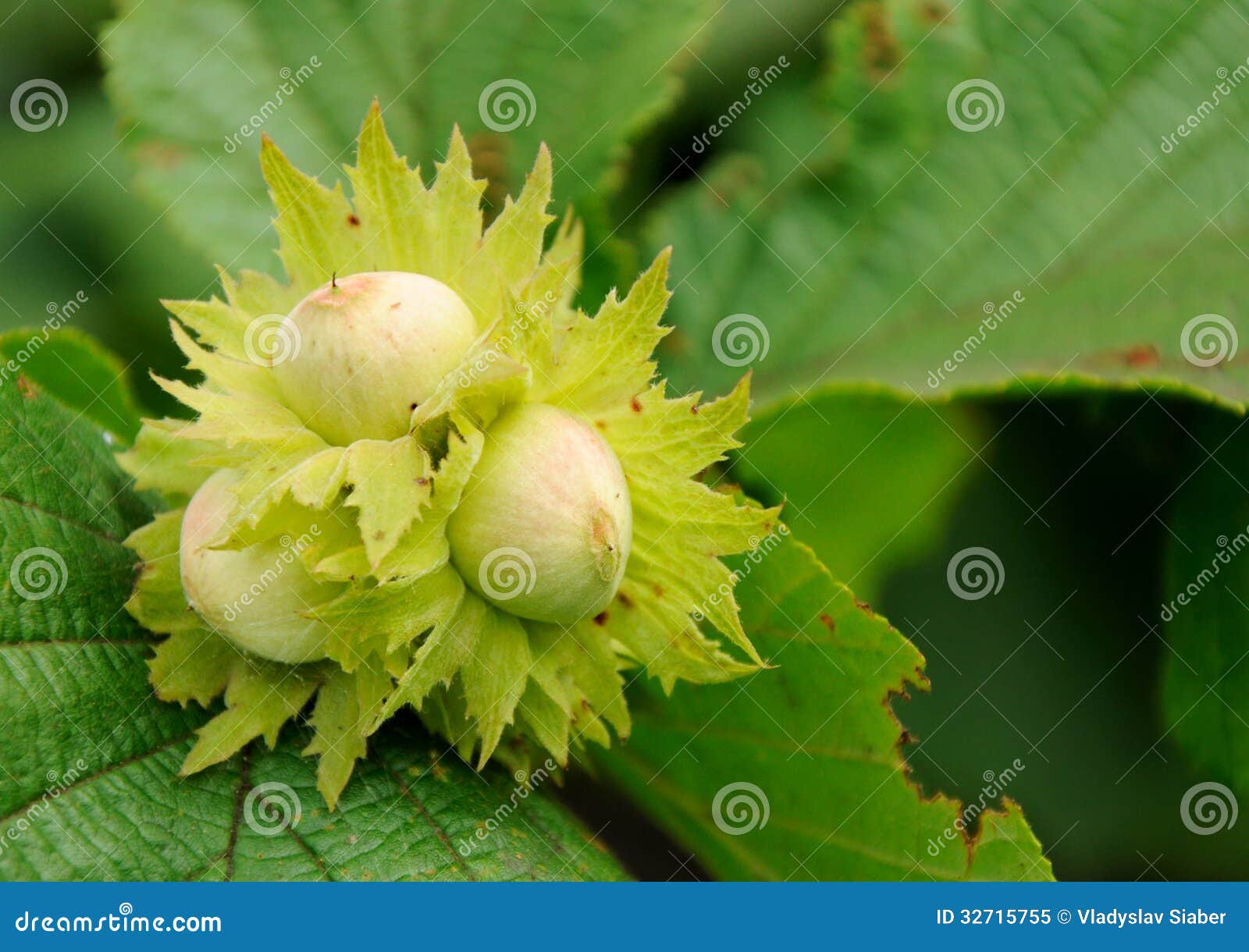 Hazelnuts stock image. Image of healthy, tree, color - 32715755