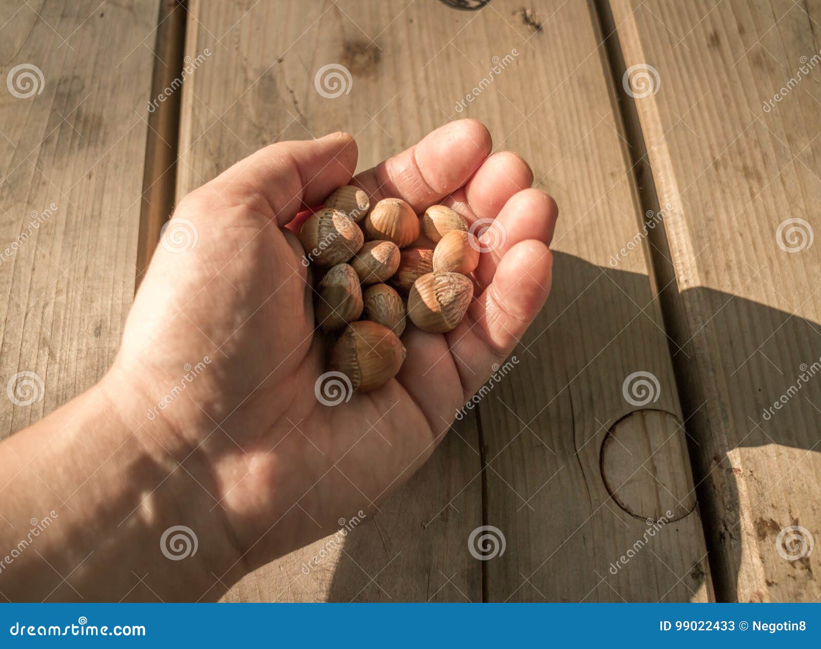 Hazelnuts in hand stock image. Image of outside, nutrition - 99022433