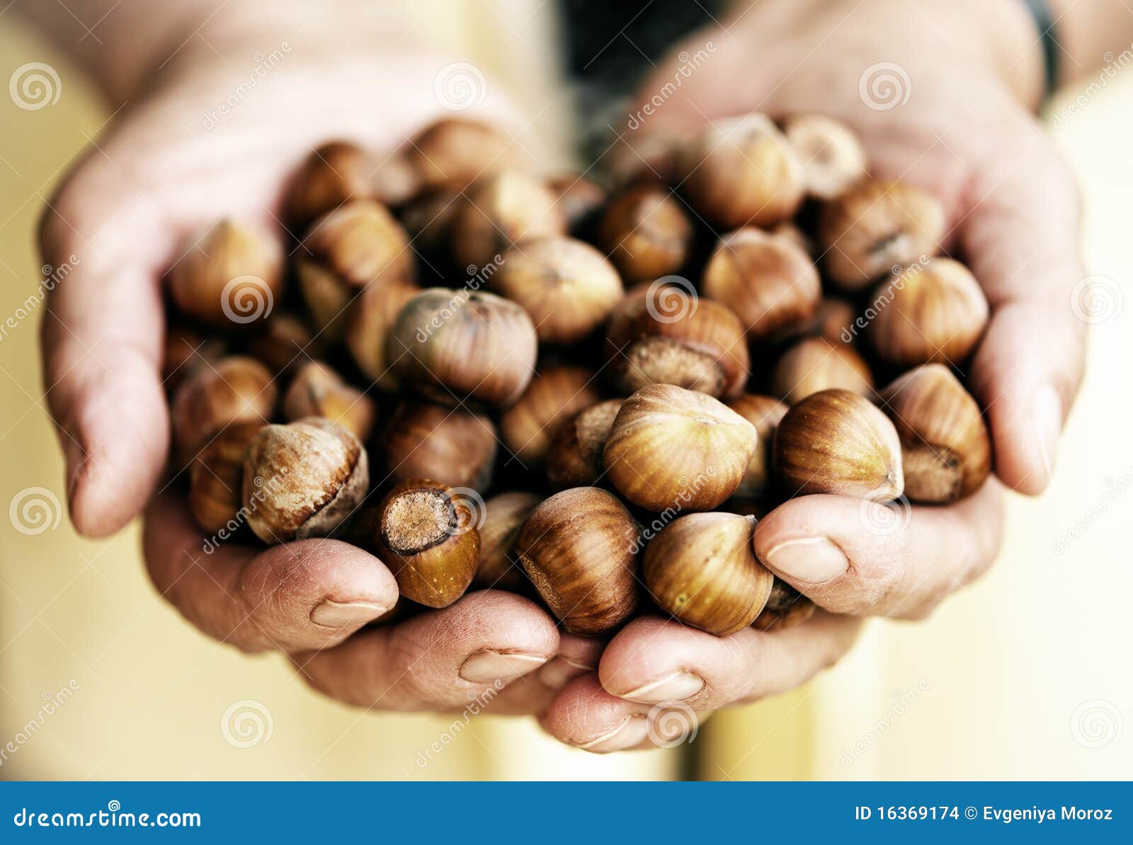 Hazelnuts Handful in Elderly Woman Hands Stock Photo - Image of crop ...