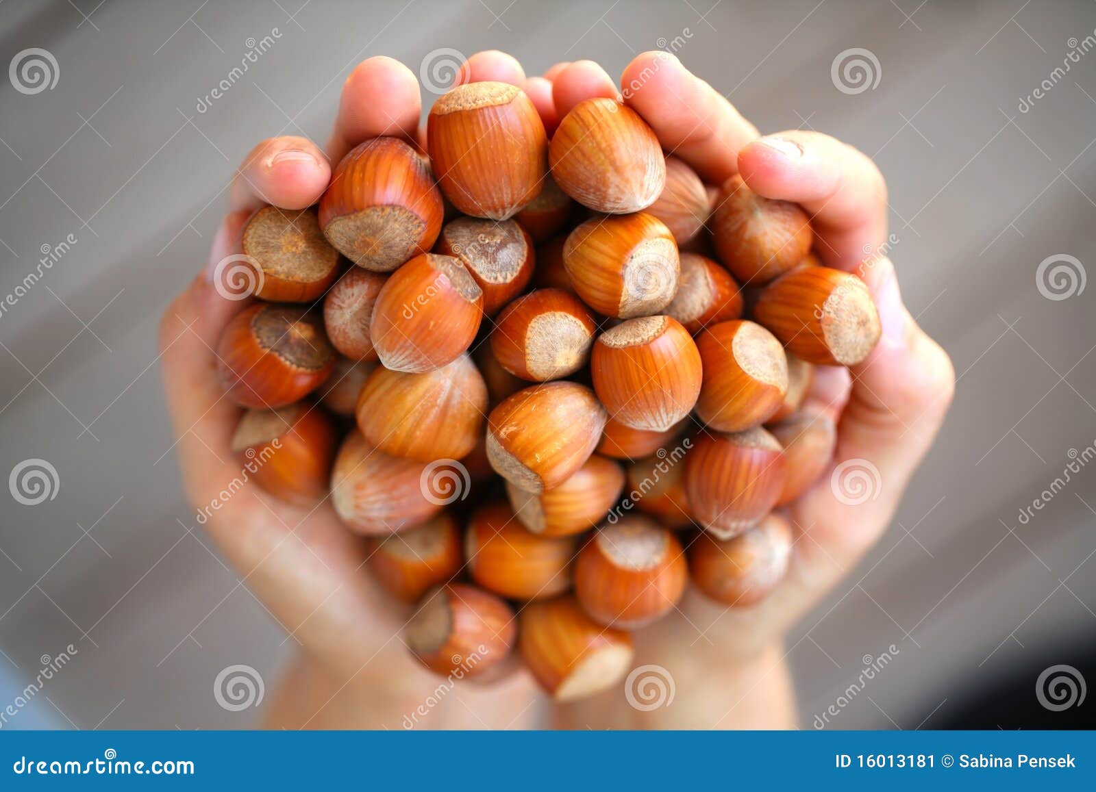 Hazelnuts in the hands stock image. Image of food, picked - 16013181