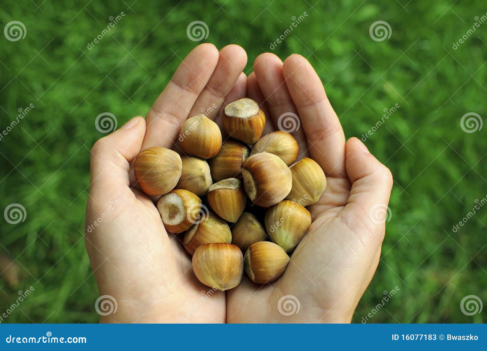 Hazelnuts in the hands stock image. Image of hand, grass - 16077183