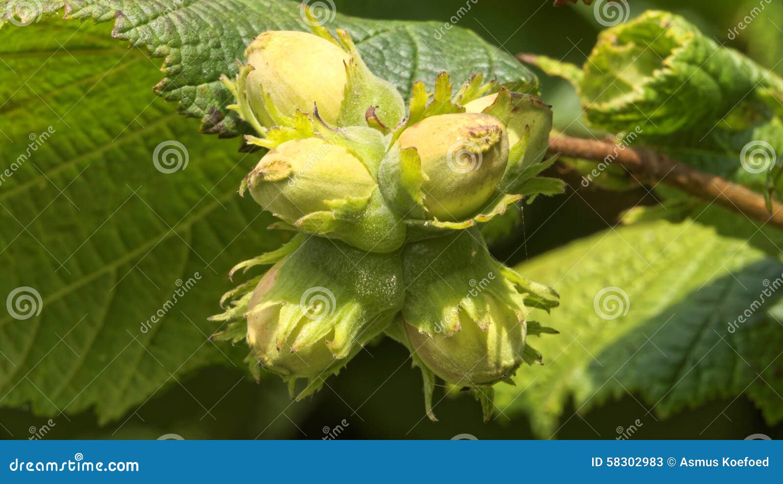 The Hazel Tree Shows Its Beautiful Flower And Starch Kittens Royalty ...