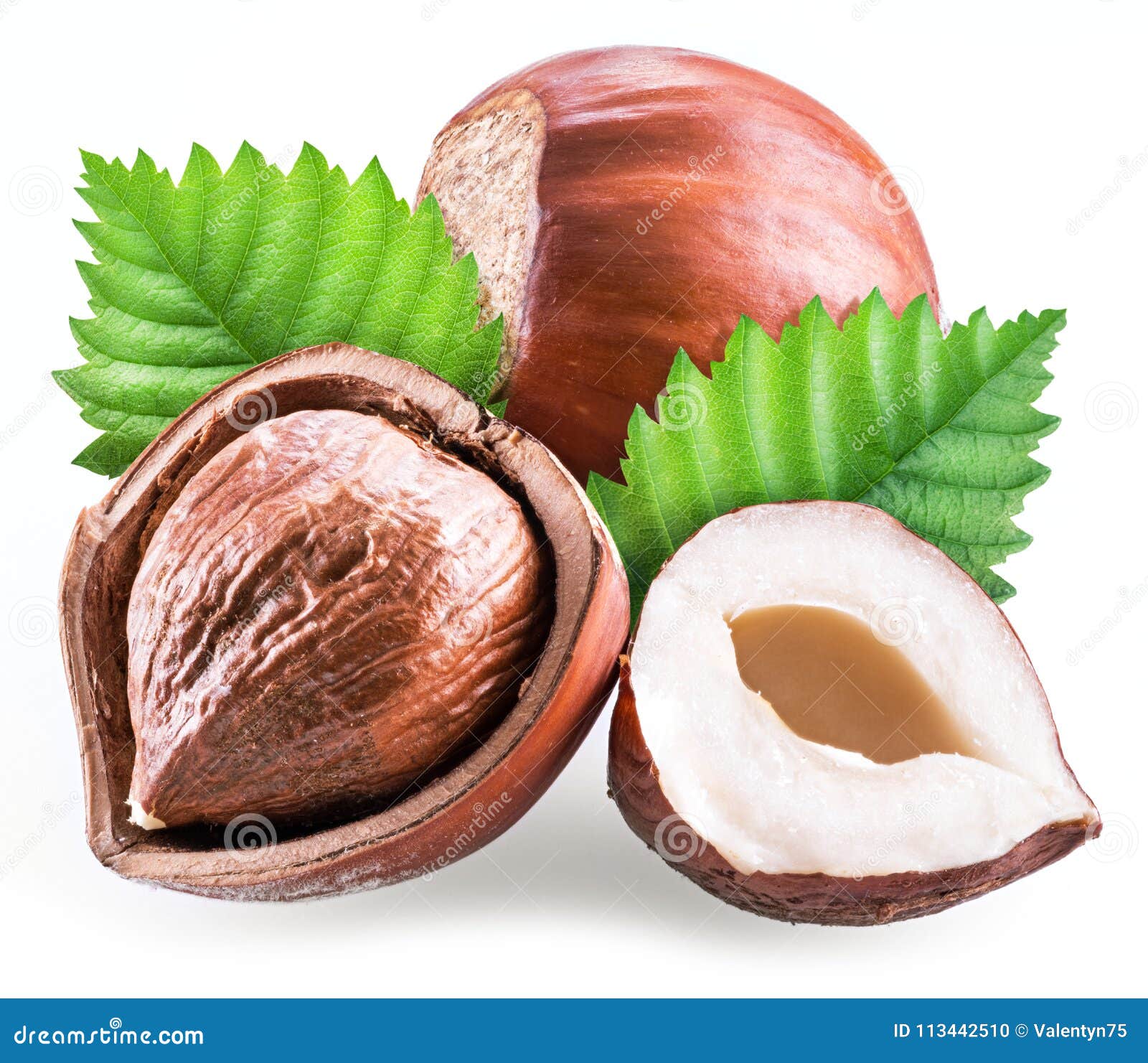 Hazelnuts and Hazelnut Leaves Isolated on White Background. Stock Photo ... Hazelnuts and Hazelnut Leaves Isolated on White Background. Stock Photo ...