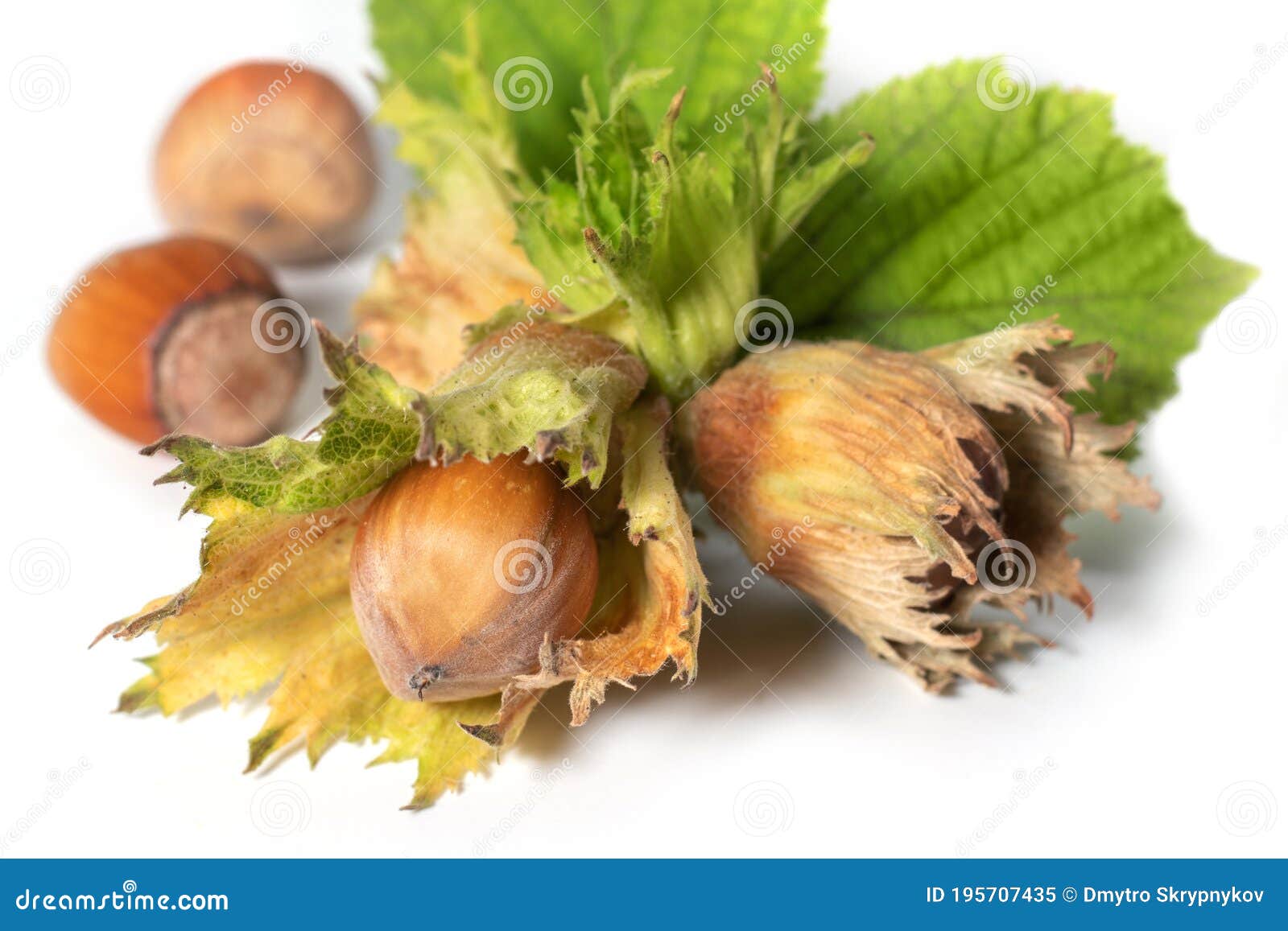 Hazelnuts Isolated with Filbert Leaves on a White Background Stock ...
