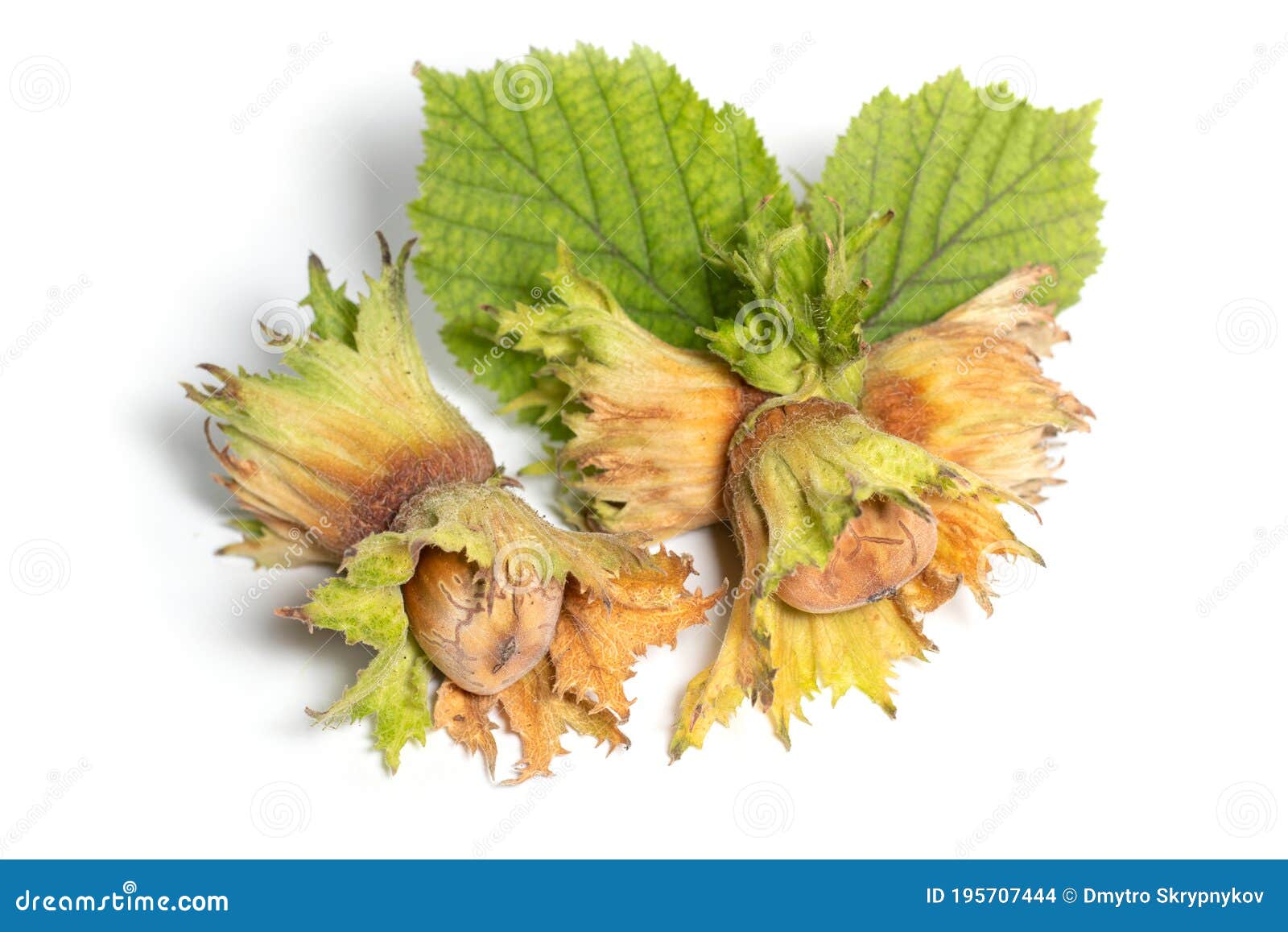 Hazelnuts Isolated with Filbert Leaves on a White Background Stock ...