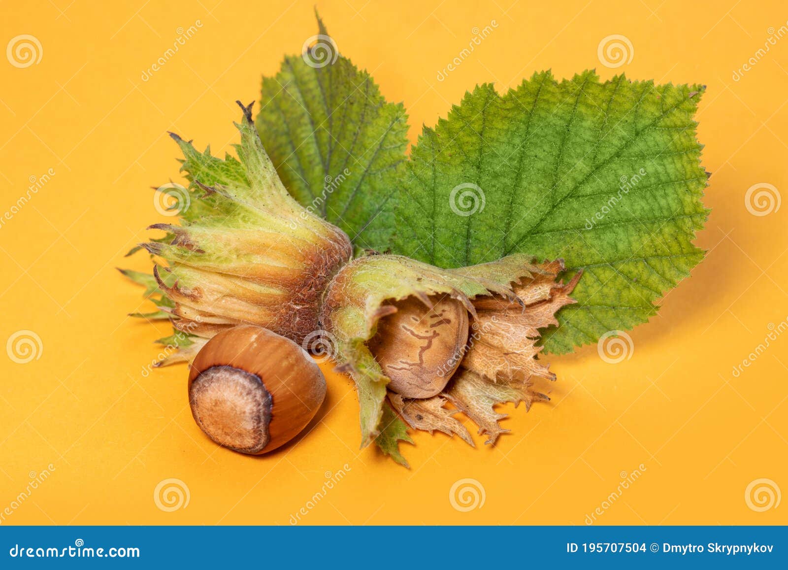 Hazelnuts Isolated with Filbert Leaves on a Yellow Background Stock ...