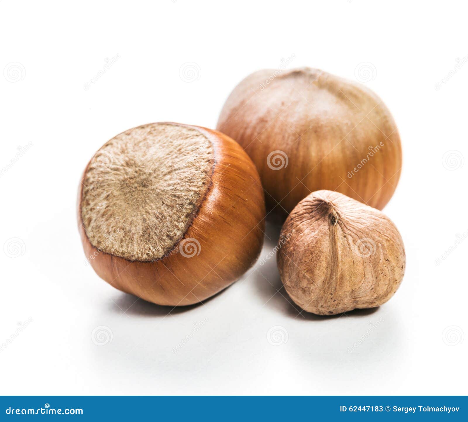 Hazelnuts isolated stock image. Image of shell, cobnuts - 62447183