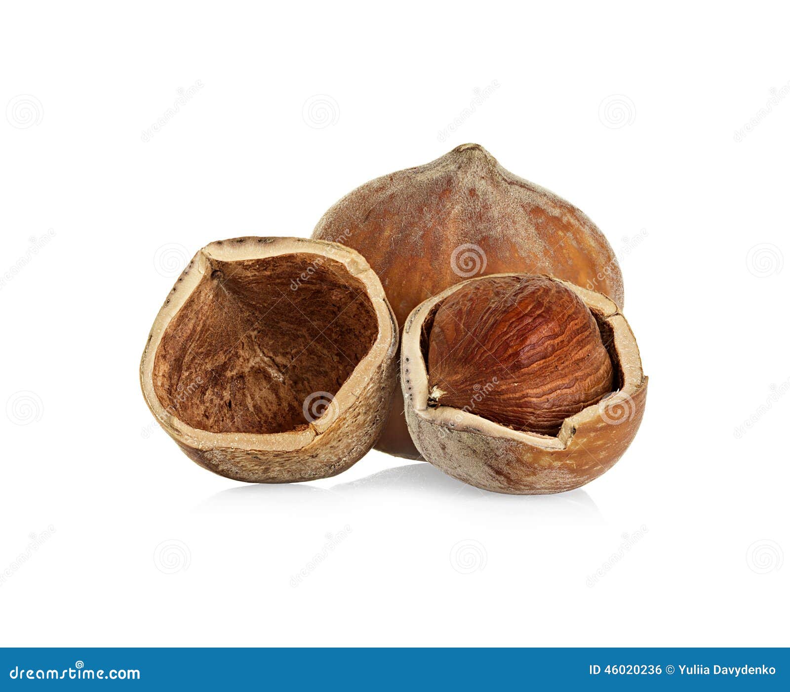 Hazelnuts Isolated on a White Stock Photo - Image of hazel, nutty: 46020236