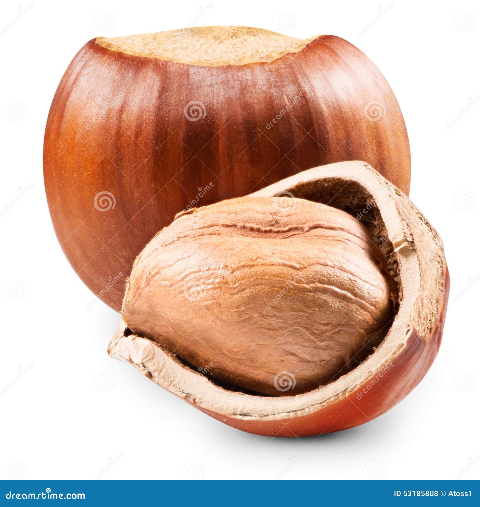 Hazelnuts stock photo. Image of healthy, strong, hazel - 53185808