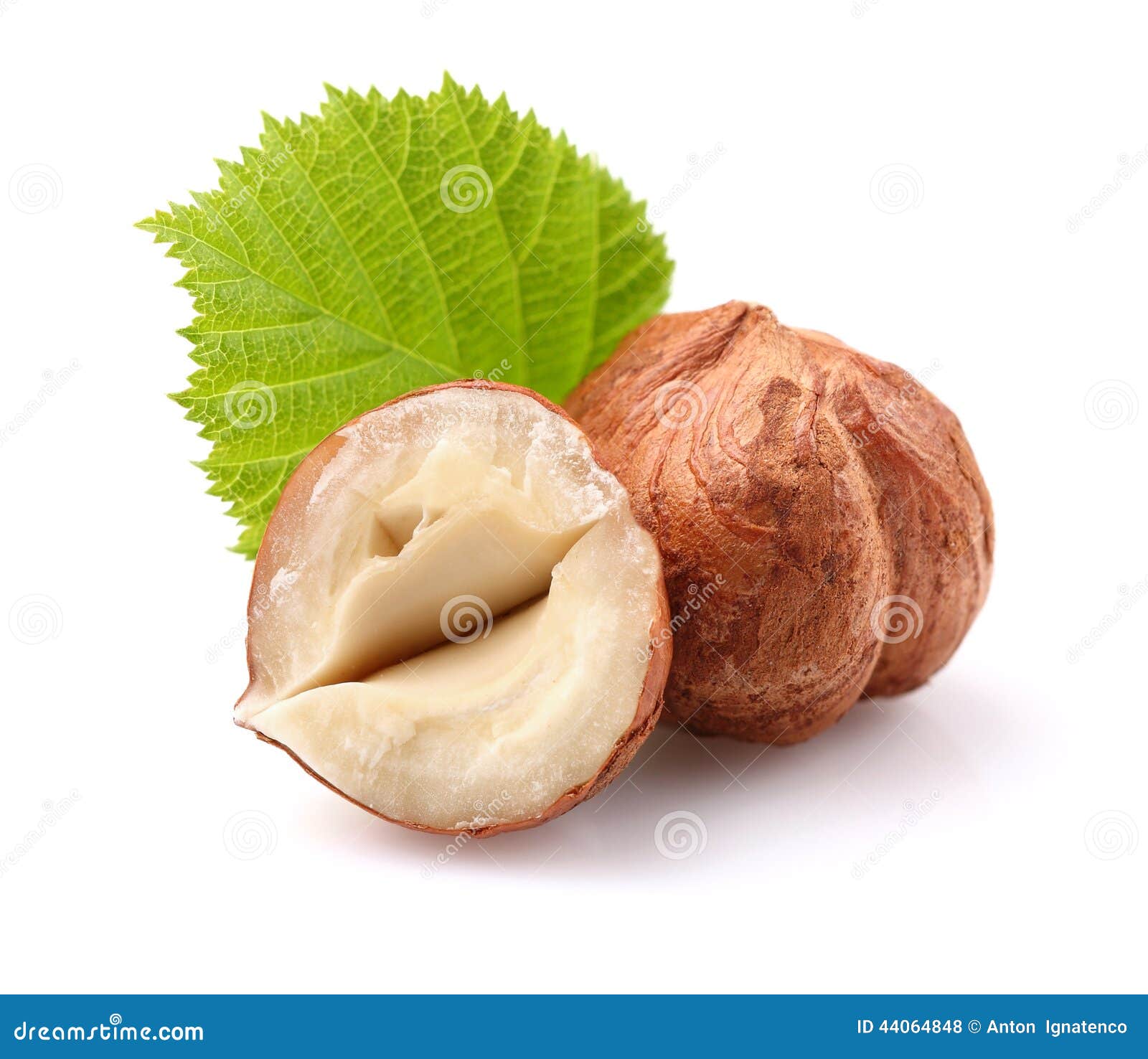 Hazelnuts kernel stock photo. Image of brown, white, hard - 44064848