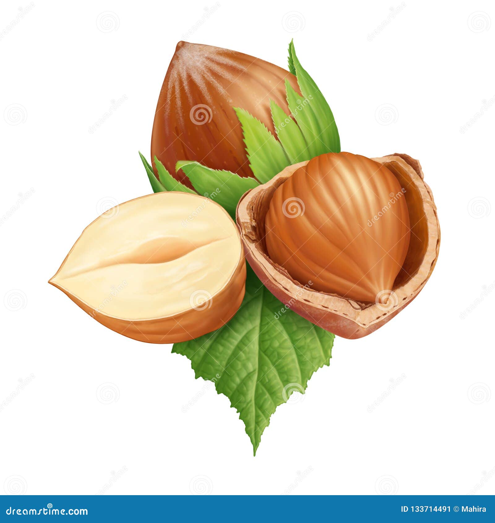Hazelnuts Leaf Stock Illustrations – 538 Hazelnuts Leaf Stock ...