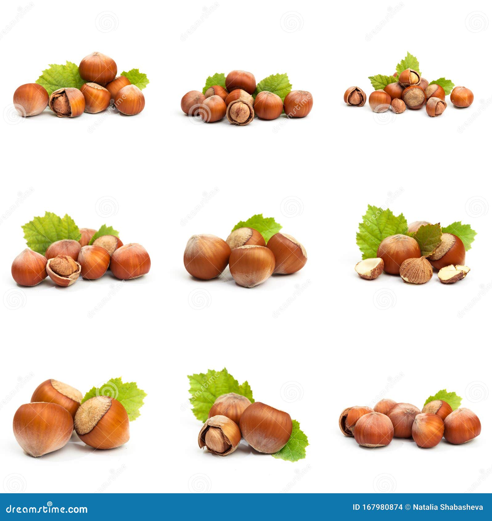Set of Hazelnut Nut Many Leaves Isolated on a White Background As a ...