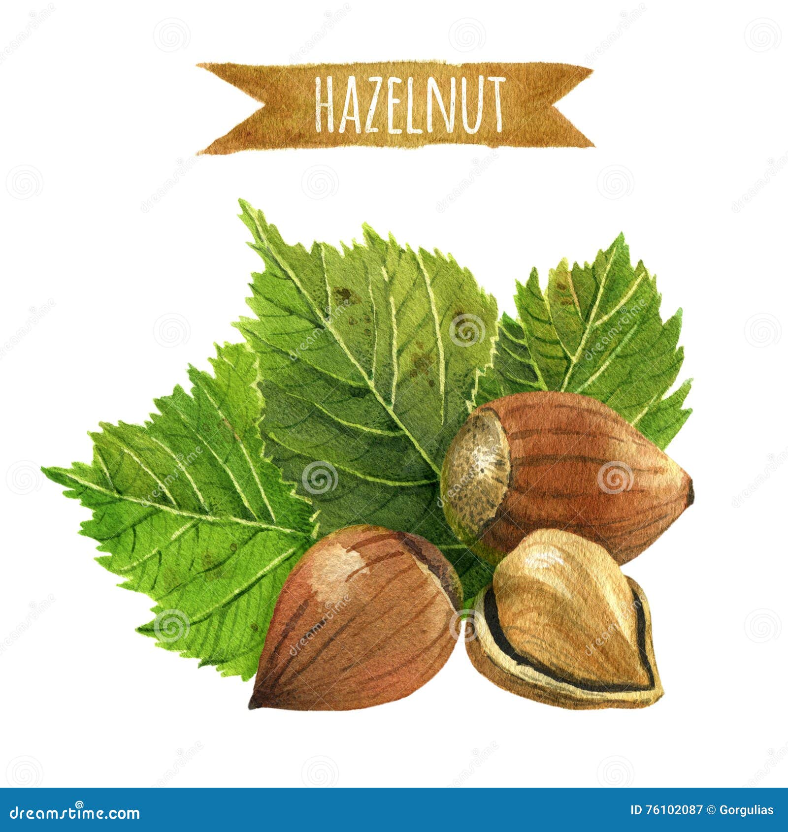Hazelnuts with Leaves, Watercolor Illustration Stock Illustration ...