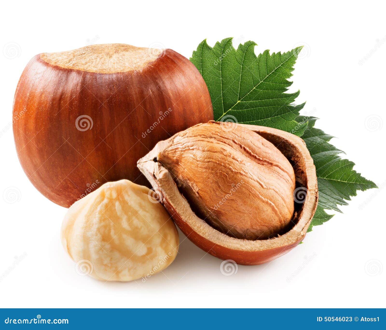 Hazelnuts stock image. Image of hazelnut, tough, walnut - 50546023