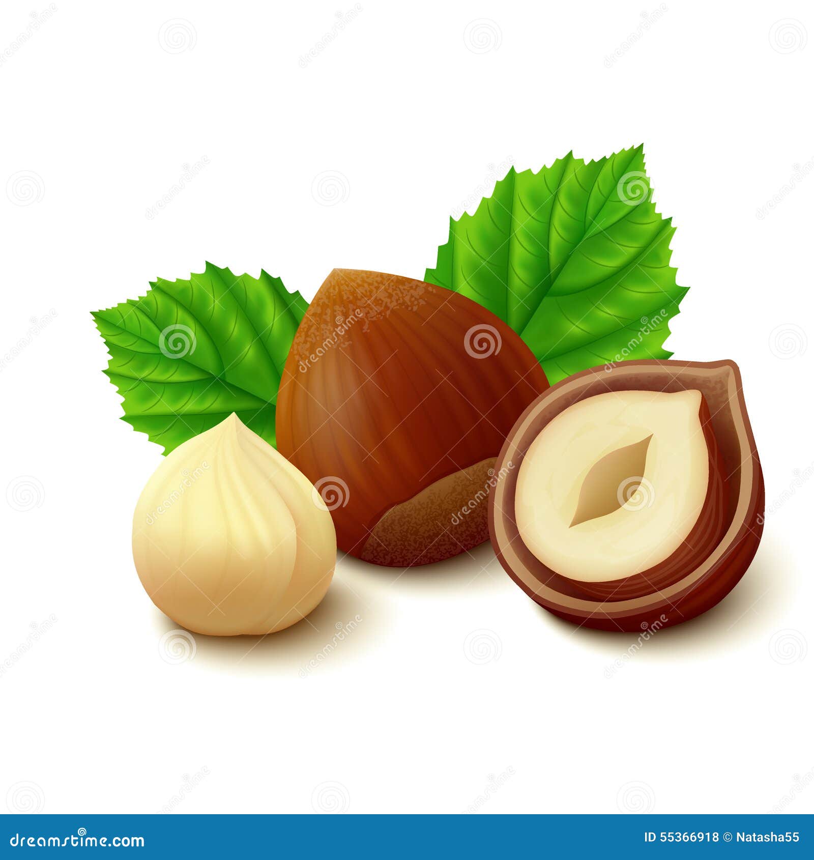Hazelnuts with Leaves on White Background Stock Vector - Illustration ...