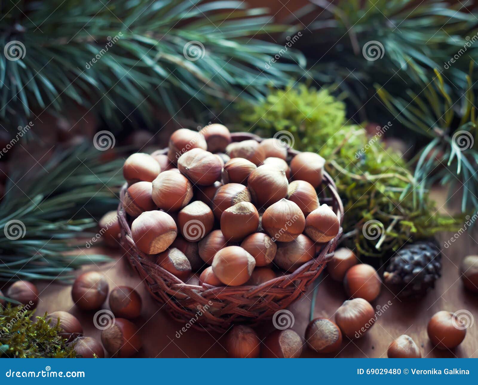 Hazelnuts with pine brunch stock photo. Image of health - 69029480