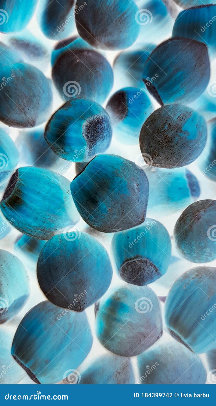 Hazelnuts in Radiant Colors Stock Photo - Image of pattern, lavender ...