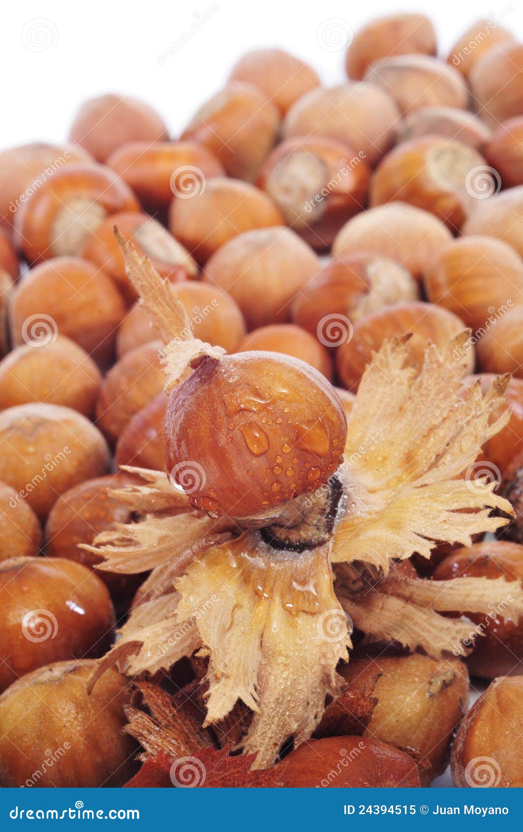 Hazelnuts in shell stock image. Image of tasty, meal - 24394515