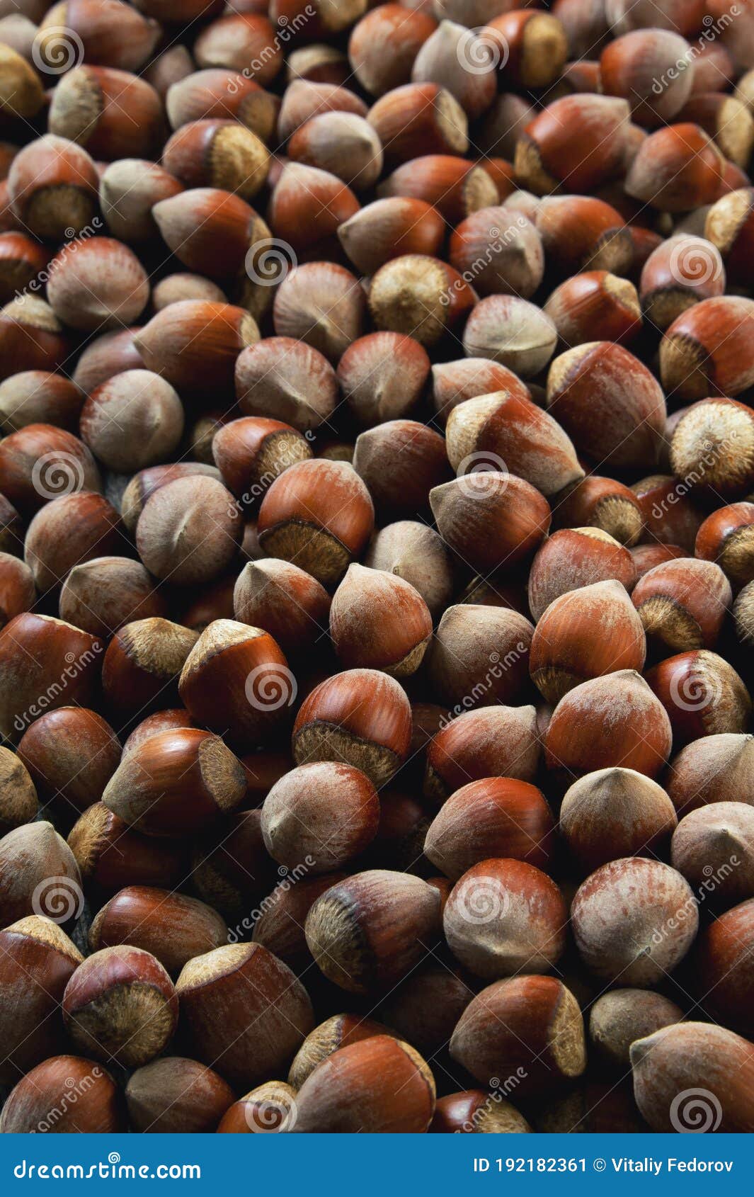 Hazelnuts in Shell. Background and Texture Stock Image - Image of diet ...