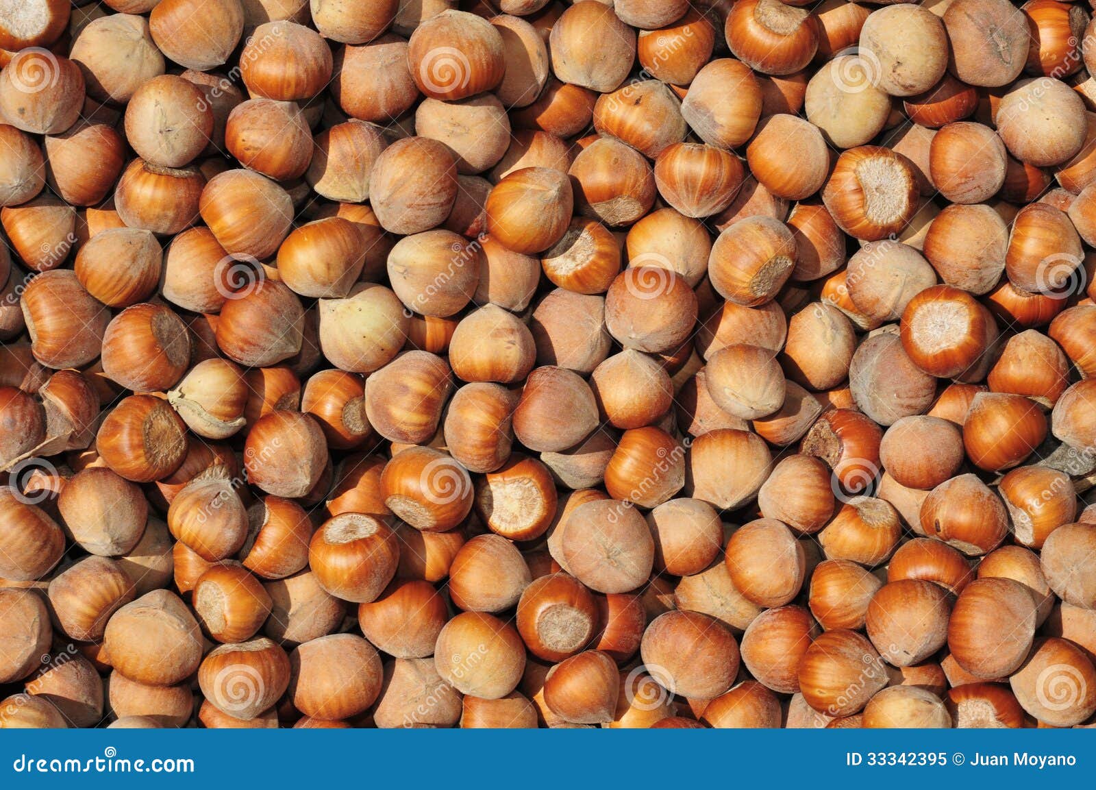 Hazelnuts in shell stock image. Image of food, closeup - 33342395