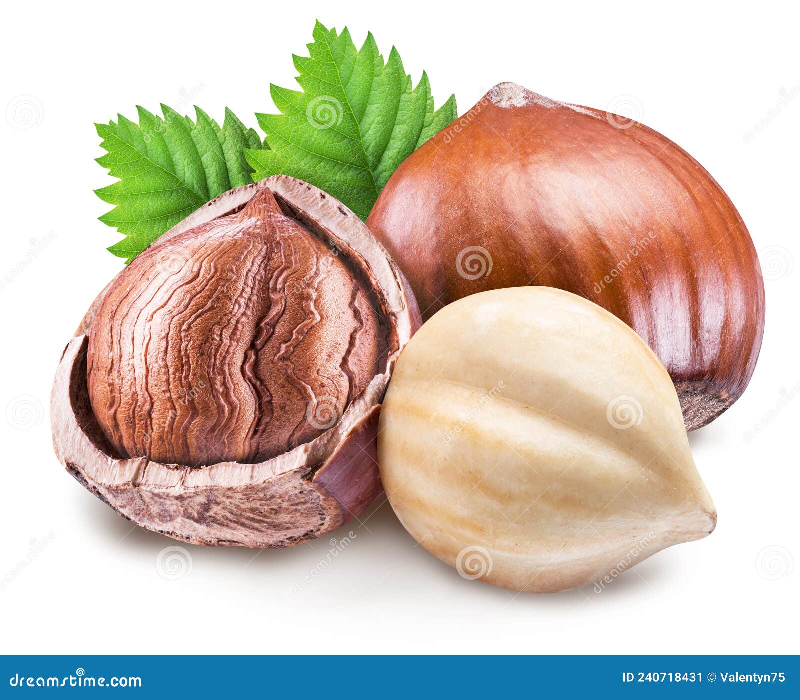 Hazelnuts with Shell, Hazel Leaves and Peeled Nut Isolated on a White ...