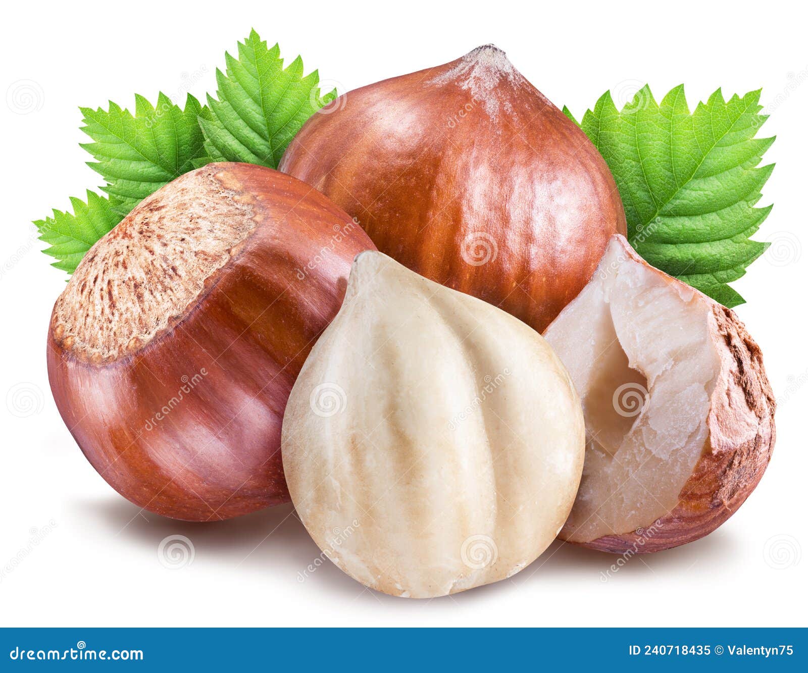Hazelnuts with Shell, Hazel Leaves and Peeled Nut Isolated on a White ...