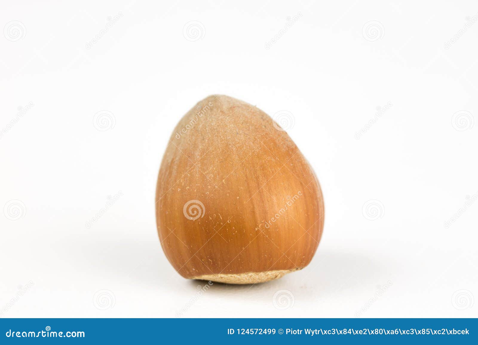 Hazelnuts in Shell on a Kitchen Table. Hazel Fruit As an Addition To ...