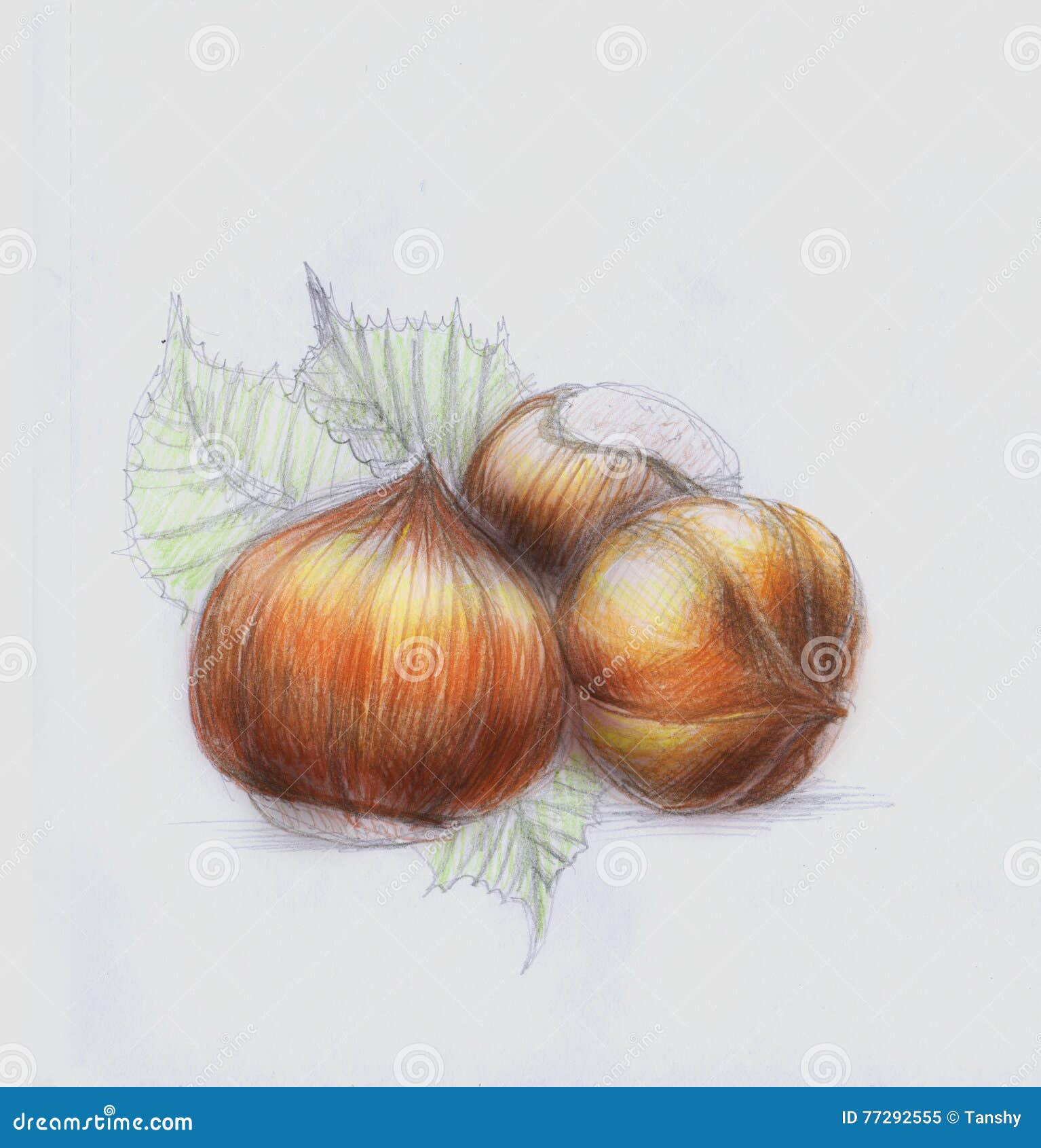 Hazelnuts in shell set nut stock illustration. Illustration of food ...