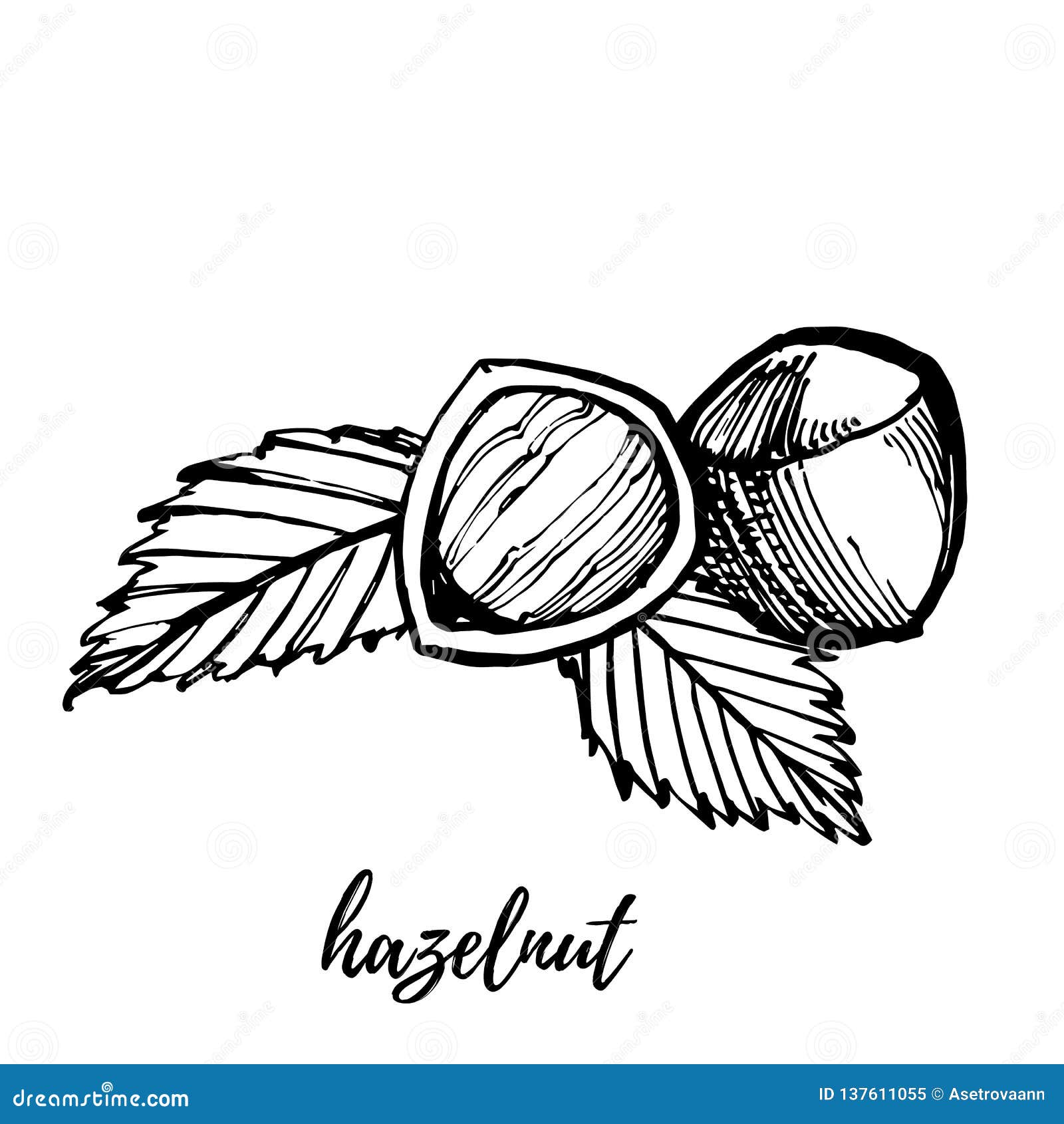 Hazelnuts Sketch Illustrations. Vector Hand Drawn Illustrations ...