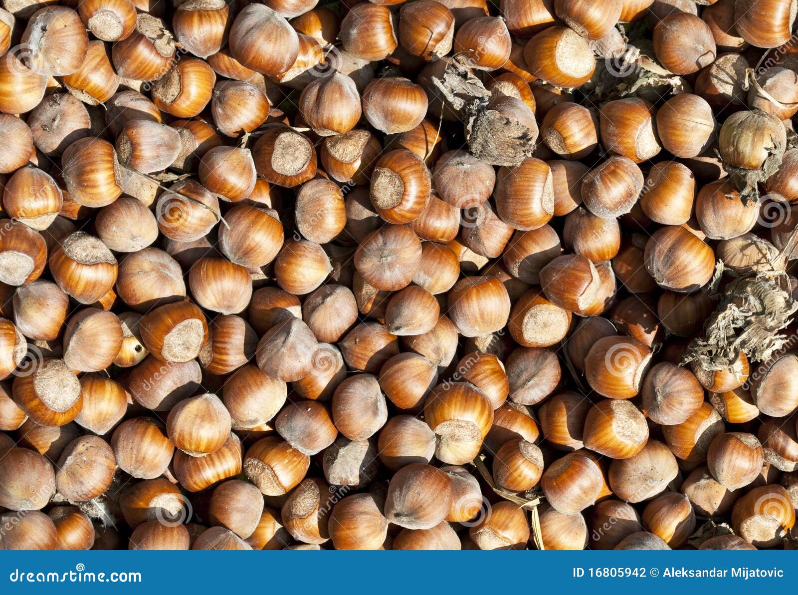 Hazelnuts texture stock photo. Image of macro, energy - 16805942