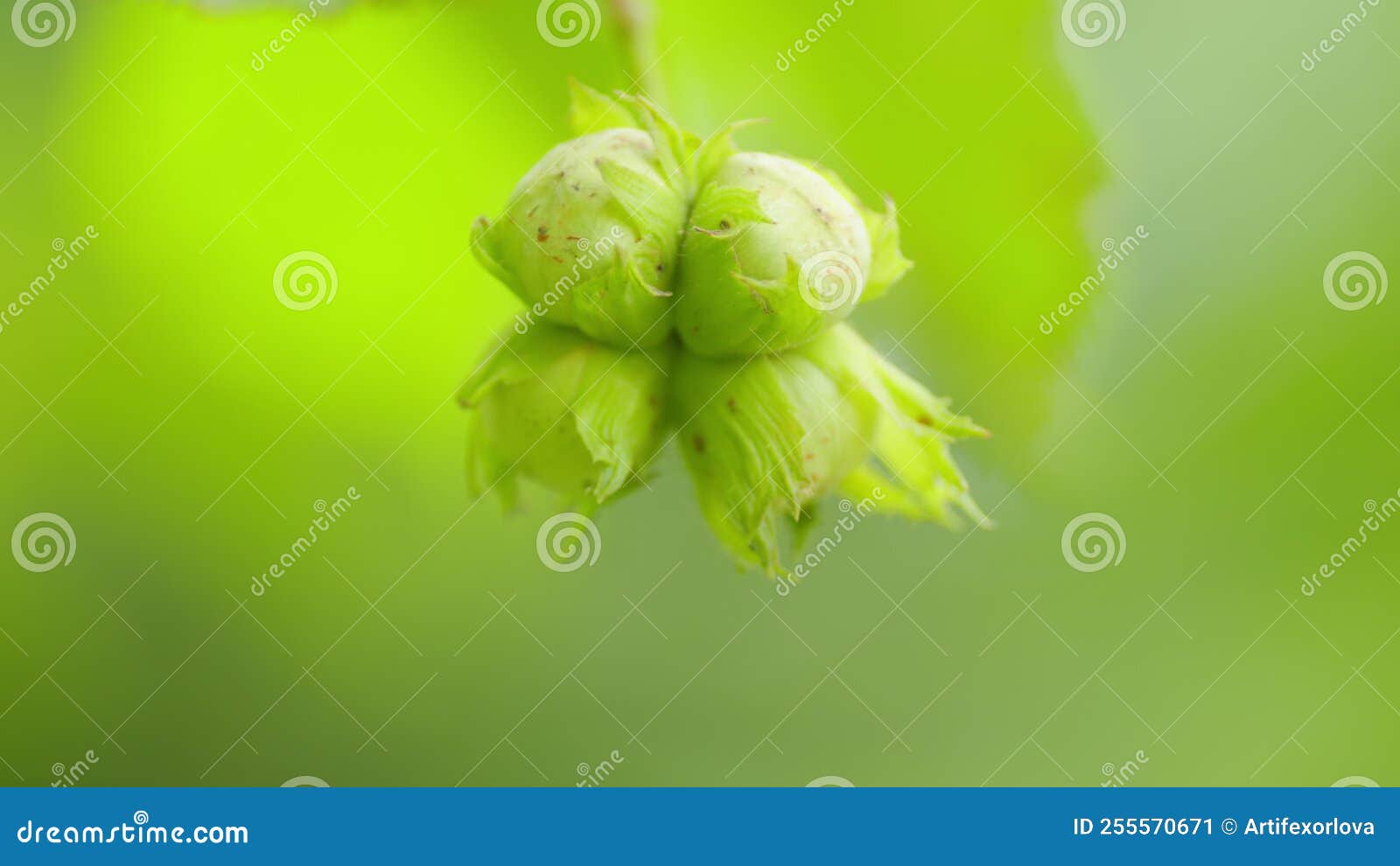Hazelnuts in Their Clusters and Leaves of Common Hazel. Hazelnut Grows ...