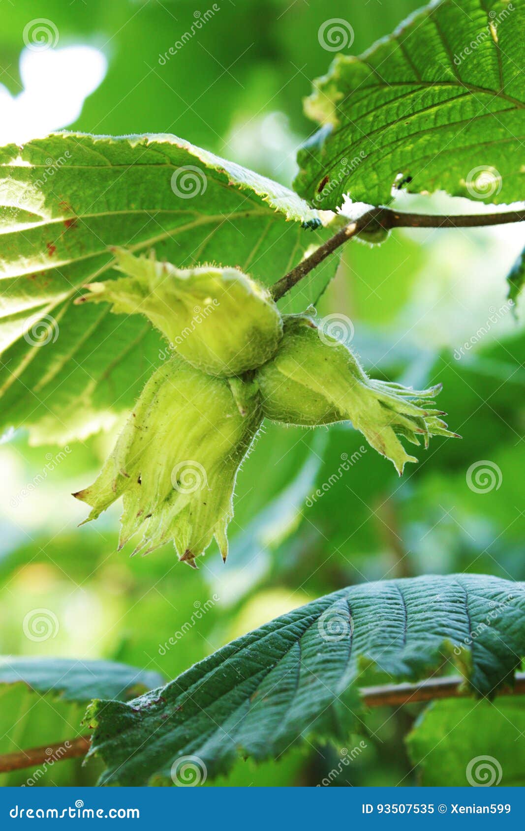 Hazelnuts stock image. Image of branch, hazelnuts, juicy - 93507535