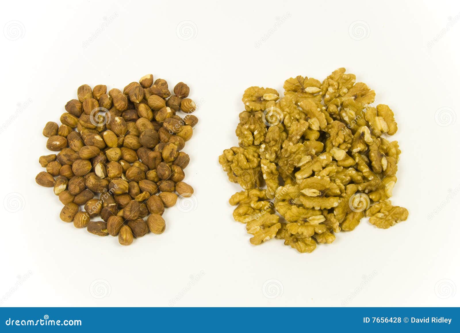 Hazelnuts and walnuts stock photo. Image of life, ingredient - 7656428
