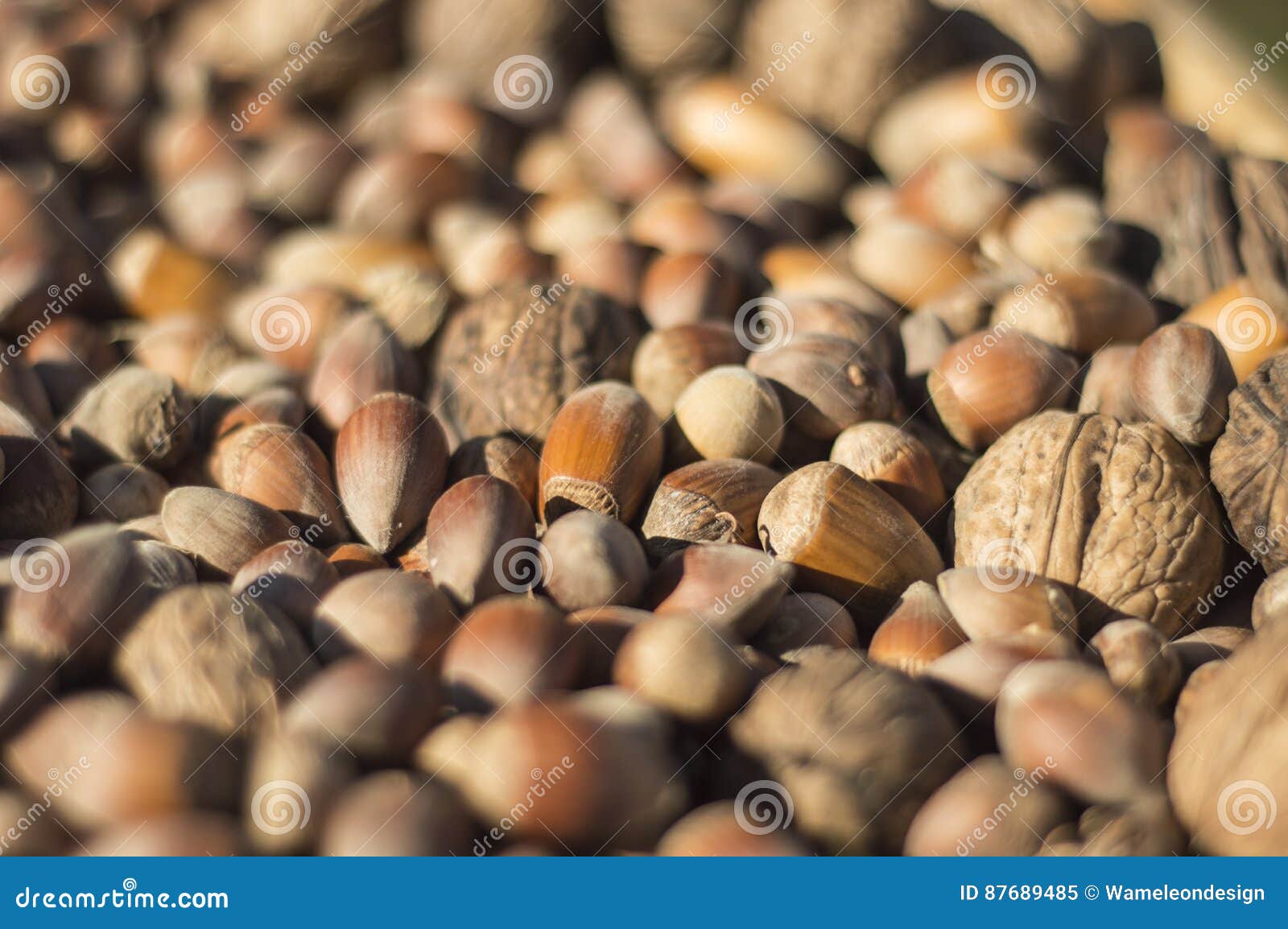 Hazelnuts and walnuts stock image. Image of fruit, eating - 87689485