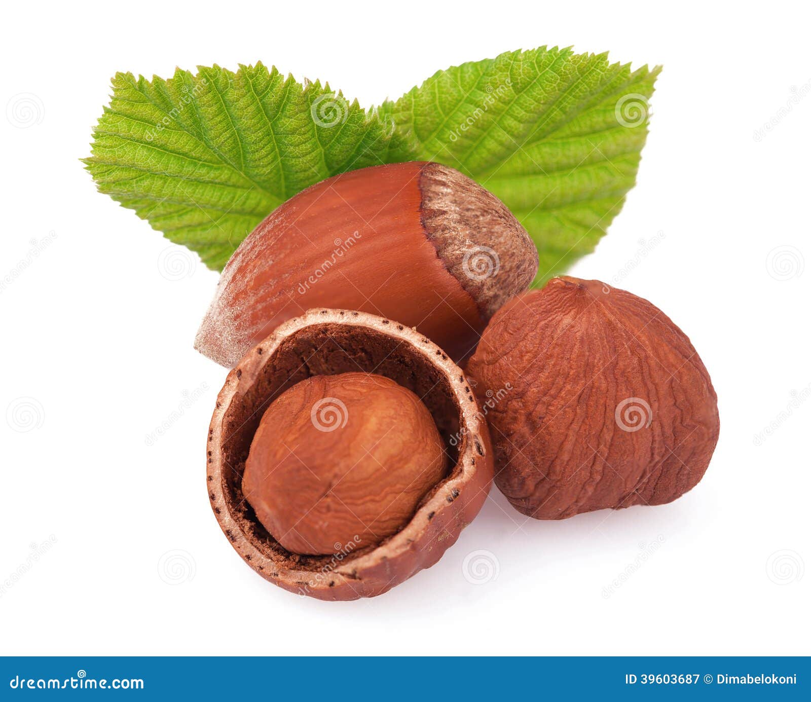 Hazelnuts on White Background Stock Image - Image of ingredient, plant ...
